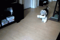 Prance GIFs - Get the best gif on GIFER
