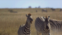 Zebra GIFs - Get the best gif on GIFER