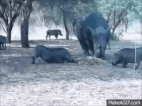 Rhino GIFs - Get the best gif on GIFER