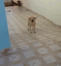 Facing GIFs - Get the best gif on GIFER