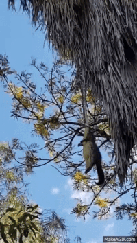 Vertical GIFs - Get the best gif on GIFER