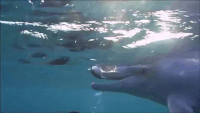 Puffer fish GIFs - Get the best gif on GIFER