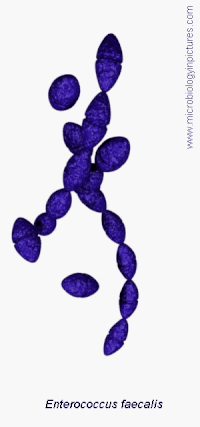 Бактерия GIF - Conseguir o melhor gif em GIFER