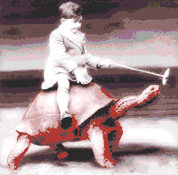 Tortoise GIFs - Get the best gif on GIFER