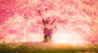 Sakura GIFs - Get the best gif on GIFER