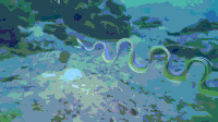 Pacific GIFs - Get the best gif on GIFER