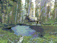 Elk GIFs - Get the best gif on GIFER