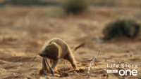 Bbc nature GIFs - Get the best gif on GIFER