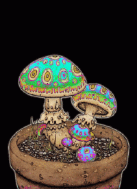 Shrooms GIFs - Get the best gif on GIFER