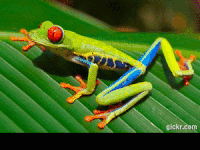 Reptile GIFs - Get the best gif on GIFER