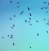 Big rigs GIFs - Get the best gif on GIFER