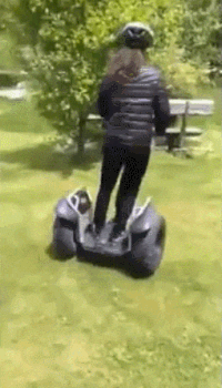 Chimpanzee Riding On A Segway Gif