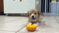 Perritos GIFs - Get the best gif on GIFER