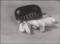 Hatching GIFs - Get the best gif on GIFER