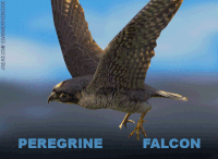 Falcon GIFs - Get the best gif on GIFER