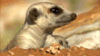 Meerkat GIFs - Get the best gif on GIFER