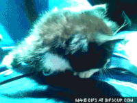 Doof GIFs - Get the best gif on GIFER