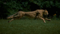 Cheetahs GIFs - Get the best gif on GIFER