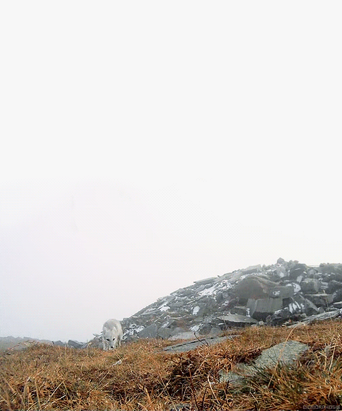 Wuf GIFs - Get the best gif on GIFER