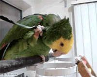 Parrot GIFs - Get the best gif on GIFER