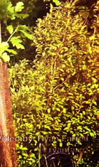 Splatterhouse series GIFs - Obtenez le meilleur gif sur GIFER