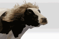Look GIFs - Get the best gif on GIFER