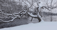 Snowfall GIFs - Get the best gif on GIFER