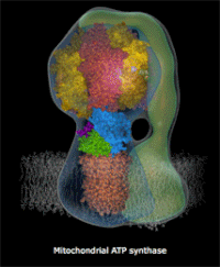Mitochondria GIF - Conseguir o melhor gif em GIFER