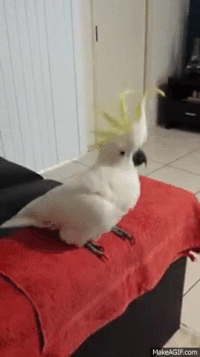 Cockatoos GIFs - Get the best gif on GIFER