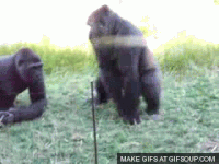 Affe GIFs - Get the best gif on GIFER