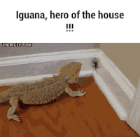 Iguanas GIFs - Get the best gif on GIFER