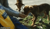 Cruelty GIFs - Get the best gif on GIFER