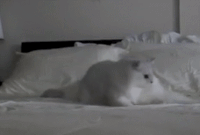 Freakout GIFs - Get the best gif on GIFER