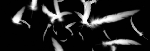 Plumes GIFs - Get the best gif on GIFER