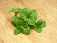 Junor mint GIFs - Get the best gif on GIFER