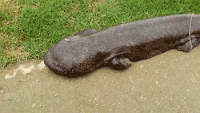 Salamanders GIFs - Get the best gif on GIFER