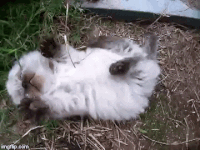 Cae GIFs - Get the best gif on GIFER