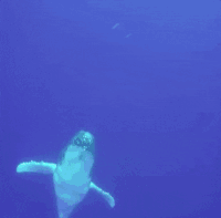 Whale GIFs - Get the best gif on GIFER