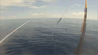 Kamikaze GIFs - Get the best gif on GIFER