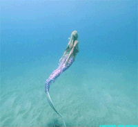 Mermaid GIFs - Get the best gif on GIFER