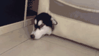 Stuck GIFs - Get the best gif on GIFER