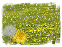 Dandelion GIFs - Get the best gif on GIFER