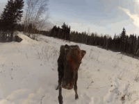 Moose GIFs - Get the best gif on GIFER