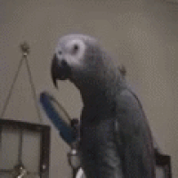 Macaws GIFs - Get the best gif on GIFER