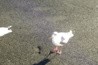 Seagulls GIFs - Get the best gif on GIFER