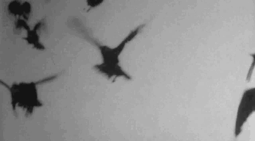 Mockingbird GIFs - Get the best gif on GIFER