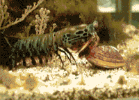 Clam GIFs - Get the best gif on GIFER