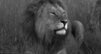 Roar GIFs - Get the best gif on GIFER