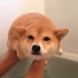 Shiba GIFs - Get the best gif on GIFER