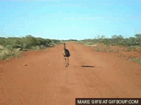 Emu GIFs - Get the best gif on GIFER